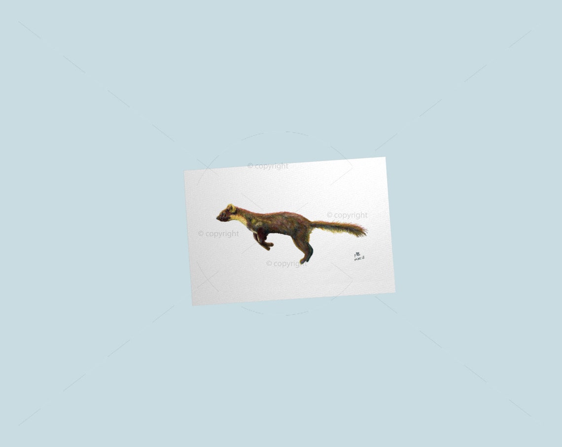 Pine Marten Running. Art. Print of Watercolour Pencil Drawing. - Etsy UK