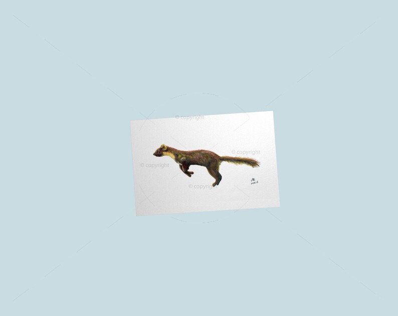 Pine Marten Running. Art. Print of Watercolour Pencil Drawing. - Etsy UK
