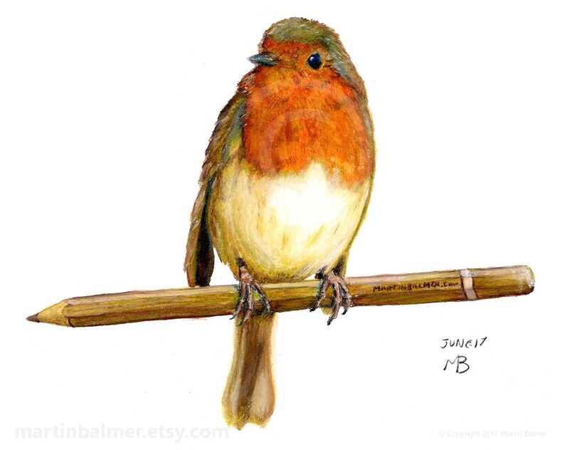 European Robin Red Breast Sitting on Pencil. Print of My Robin ...