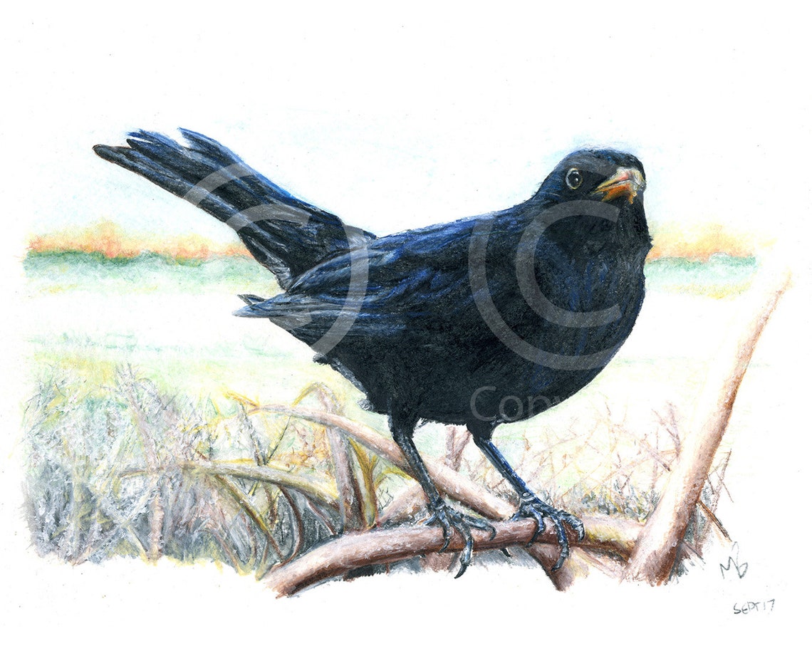 Blackbird Greeting Card 7x5 British Garden Birds Print Of Etsy