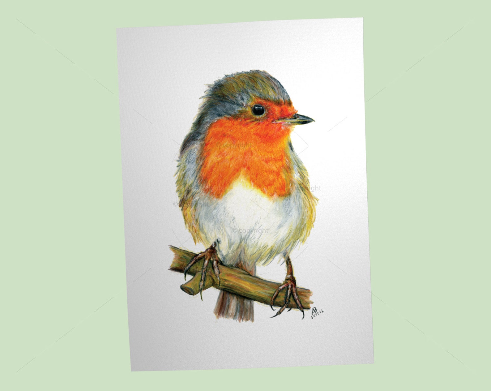 Robin Red Breast Art Print. From My British Garden Bird Watercolour ...