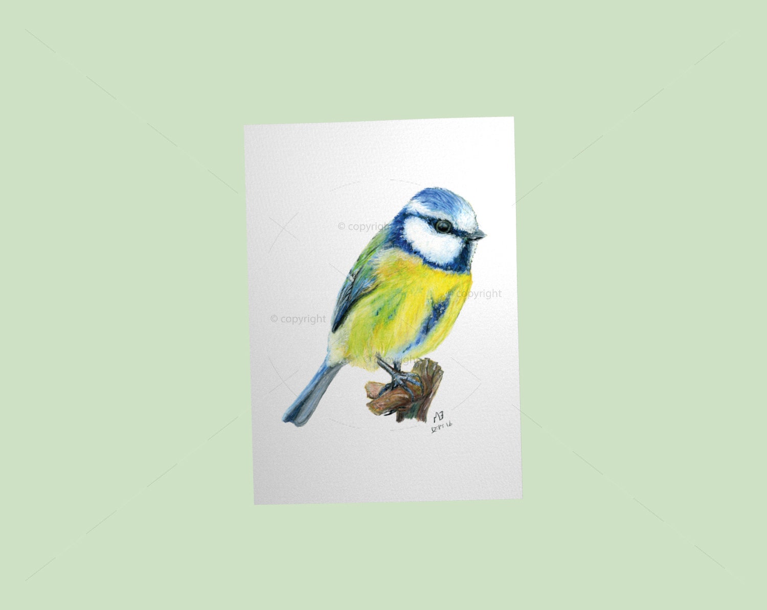 Blue Tit Art Print. From My Watercolour Pencil Drawing. British Garden ...