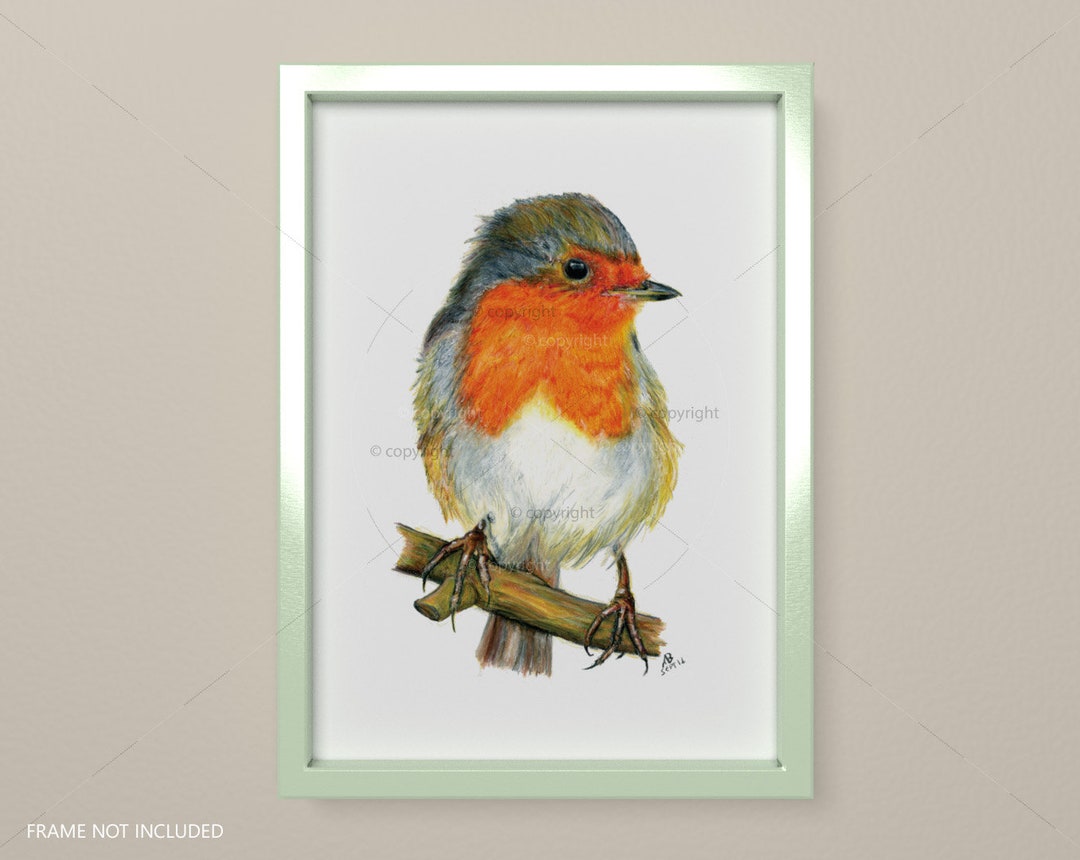 Robin Red Breast Art Print. From My British Garden Bird Watercolour ...
