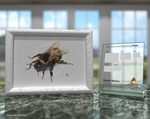 Bumble Bee art print. Bee drawing, illustration, artwork watercolour ...