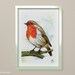 Robin Red Breast Portrait Art Print. From My Watercolour - Etsy
