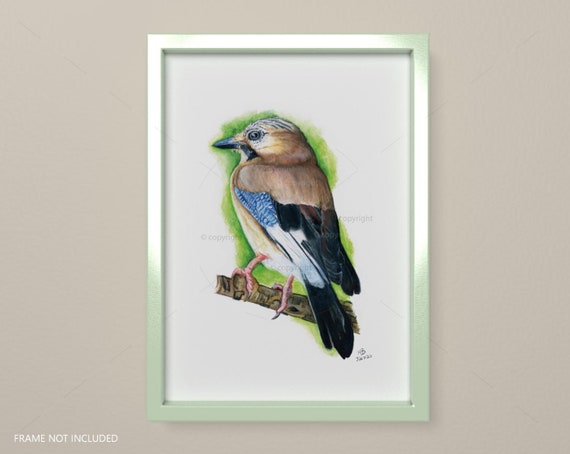 Jay watercolour pencil drawing — UK Artist, Martin Balmer