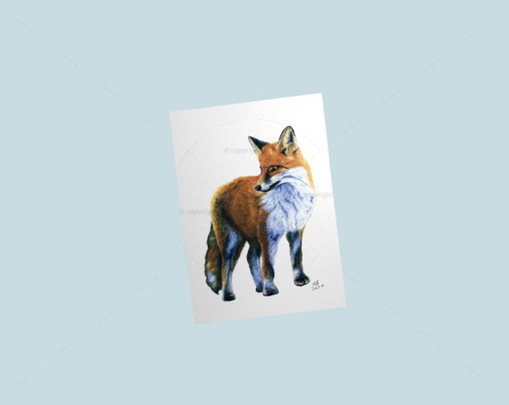 Bushy Tailed Fox Artwork Print. A print of a watercolour pencil drawing ...