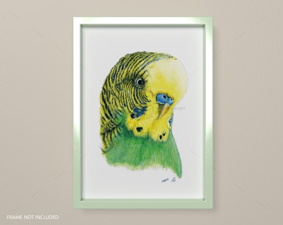 Budgie drawn in watercolour pencil — UK Artist, Martin Balmer