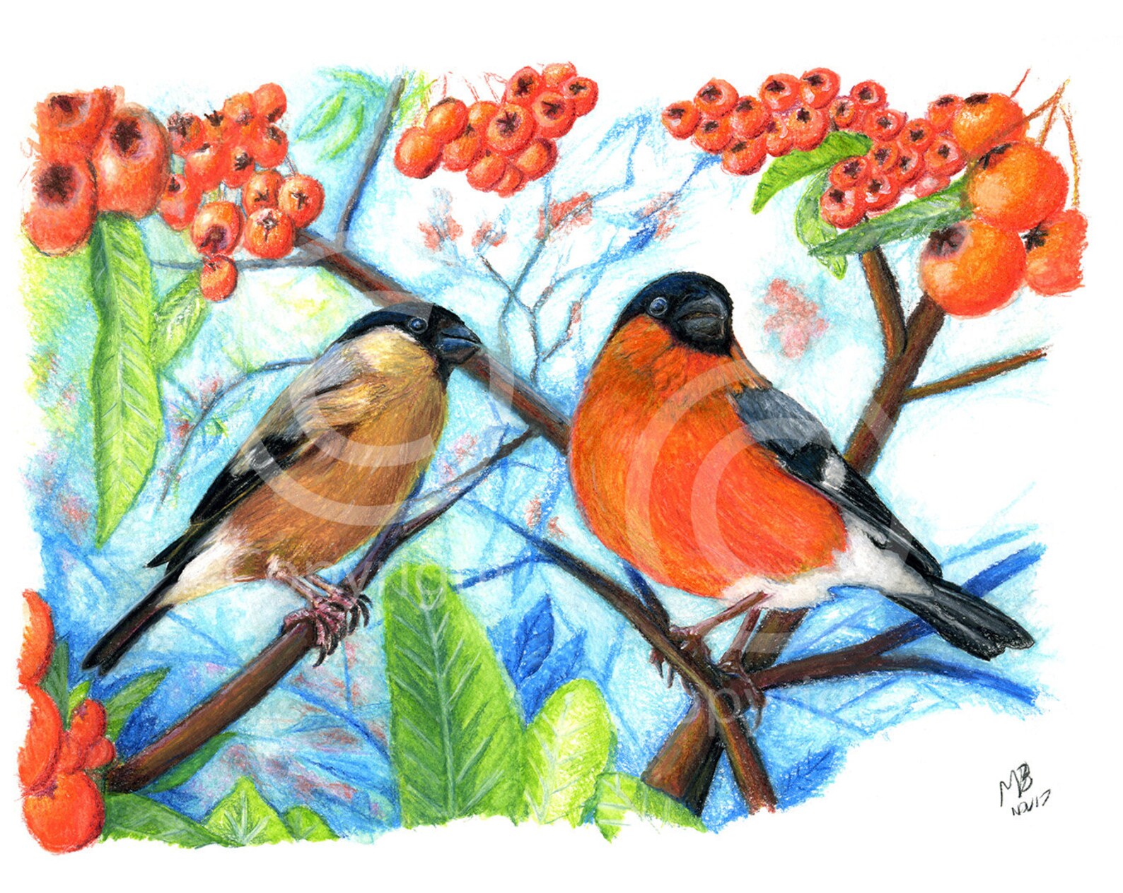 Bullfinch Art Print. From My Watercolour Pencil Drawing. A - Etsy