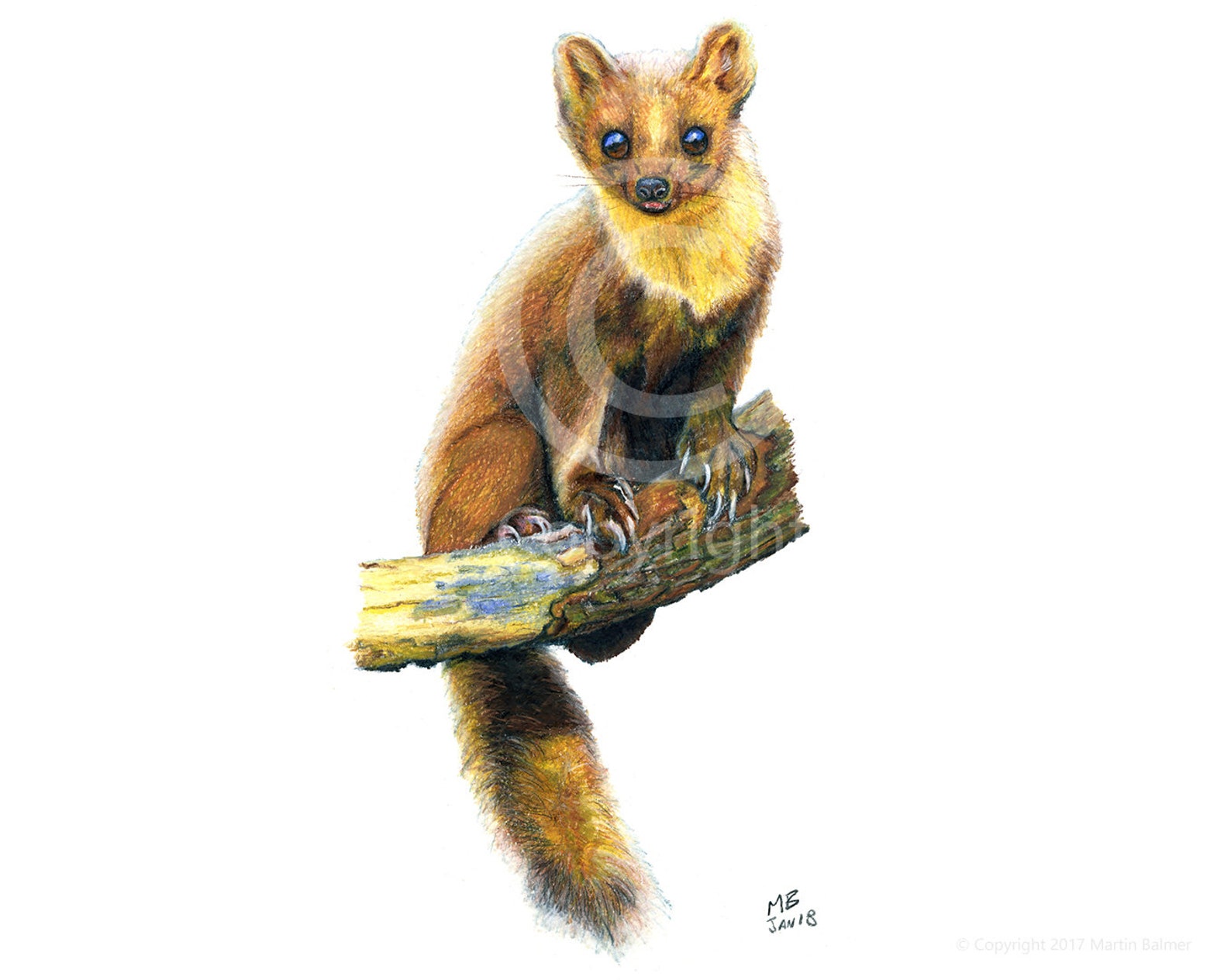 Pine Marten Art Print. Watercolour Pencil Drawing of a - Etsy UK