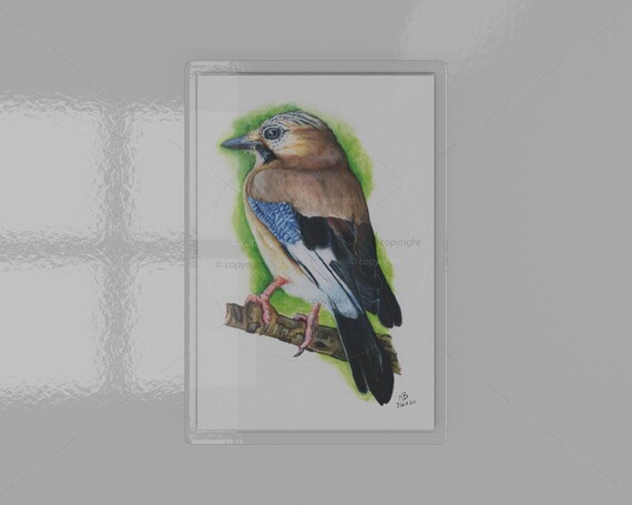 Jay watercolour pencil drawing — UK Artist Official Store for Martin Balmer