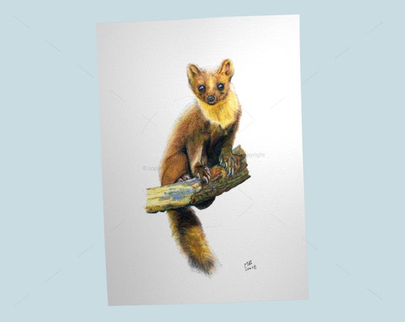 Pine Marten on Log. Art. Print of watercolour pencil drawing. — UK Artist Official Store for ...