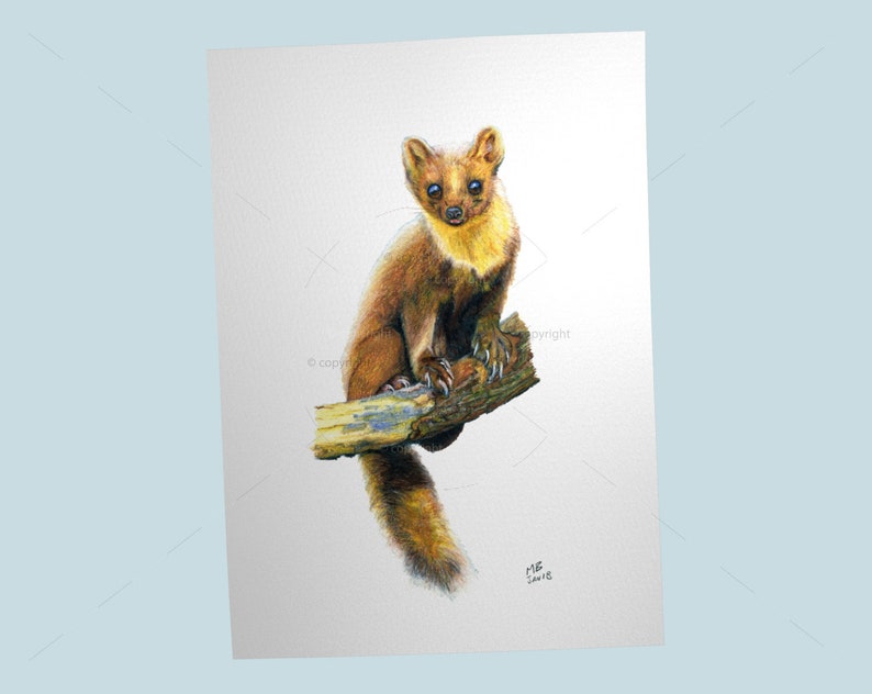 Pine Marten Art Print. Watercolour Pencil Drawing of a European Pine ...