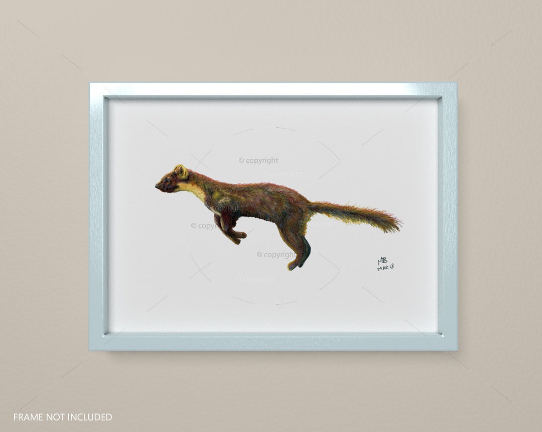 Pine Marten Running. Art. Print of Watercolour Pencil Drawing. - Etsy