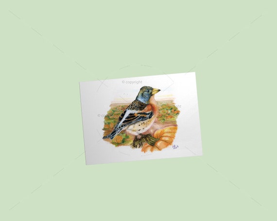 Brambling Art Print. From my watercolour pencil drawing. A brambling on ...