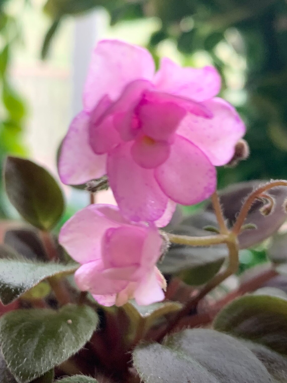 Hunter Trail Boss African Violet Trailer - Etsy