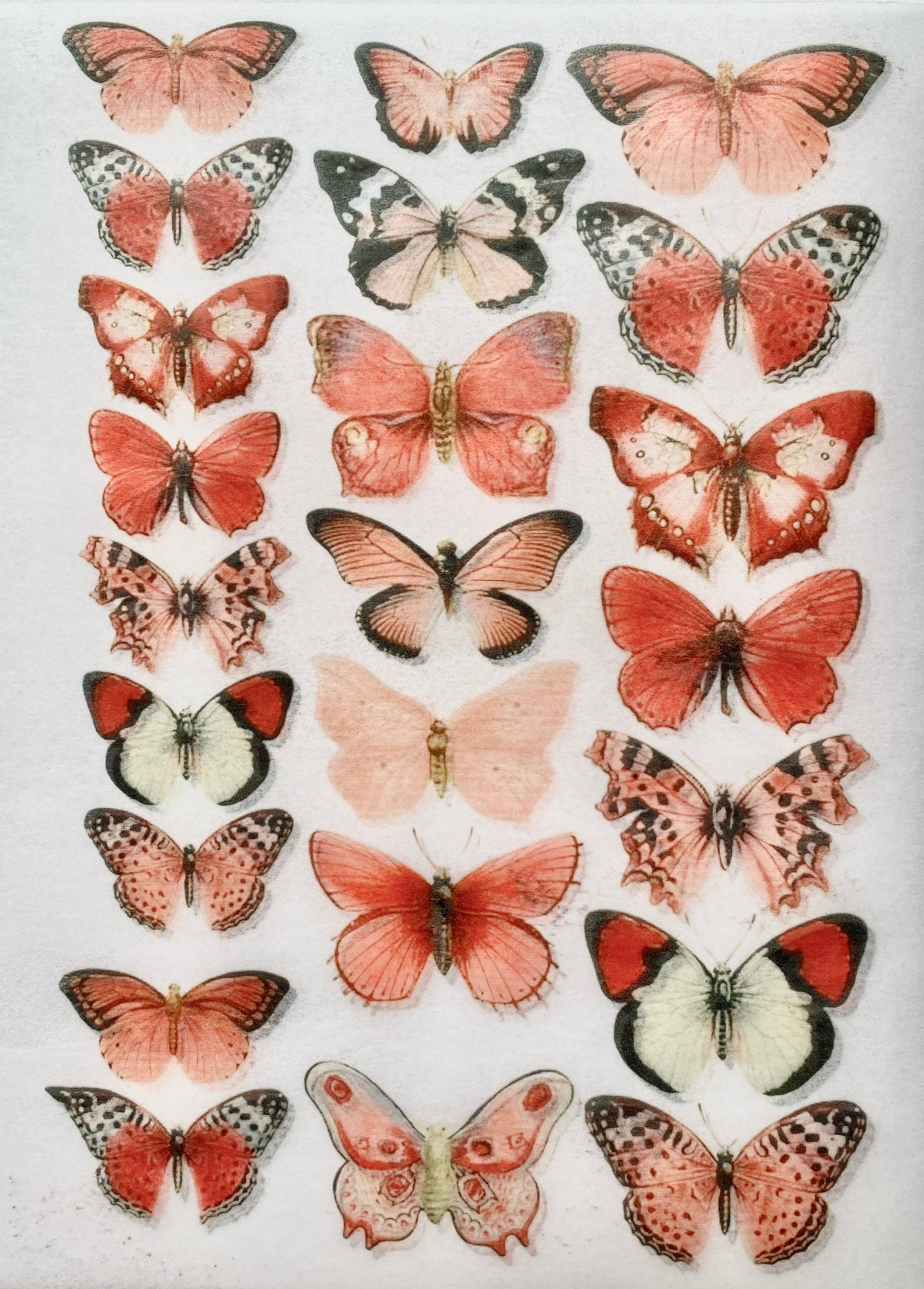 Delicate and Edible Reddish Peach Butterflies for Baked Creations Pack ...