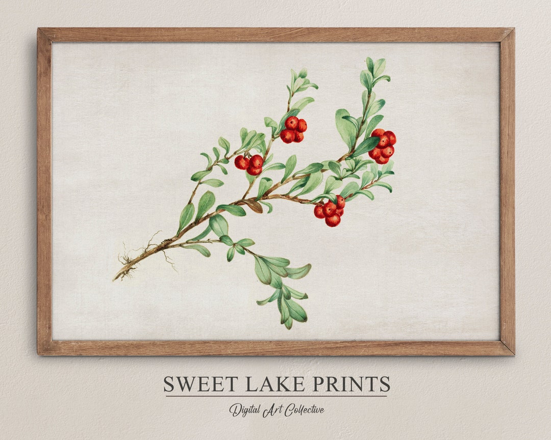 Winter Berry Botanical Drawing / Christmas Wall Art / Vintage Farmhouse ...