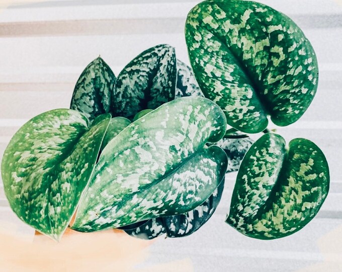 Silver Splash Scindapsus Silver Satin Pothos Low Light Houseplant ...