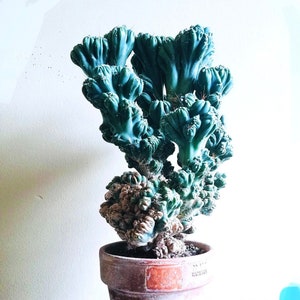 Rare Cactus Blue Crested Cactus Plant Rare Cactus Rare Cactus Exotic ...