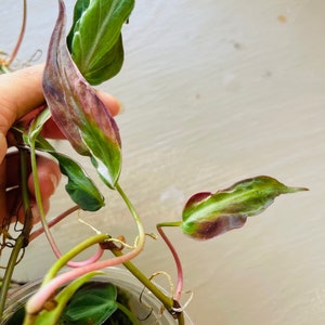 Rare Variegated Mican Philodendron RARE Cultivar Rare Plant Cutting ...
