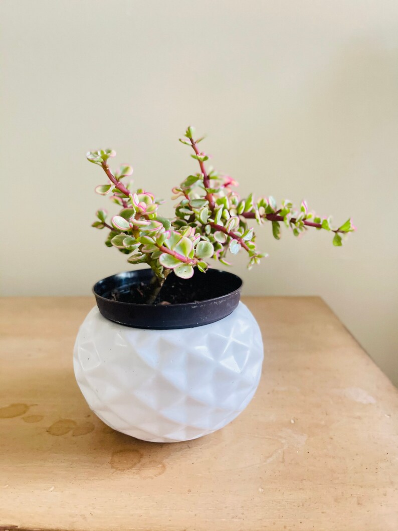 Pink House Plant Pink Variegated Succulent Jade Plant Rare - Etsy