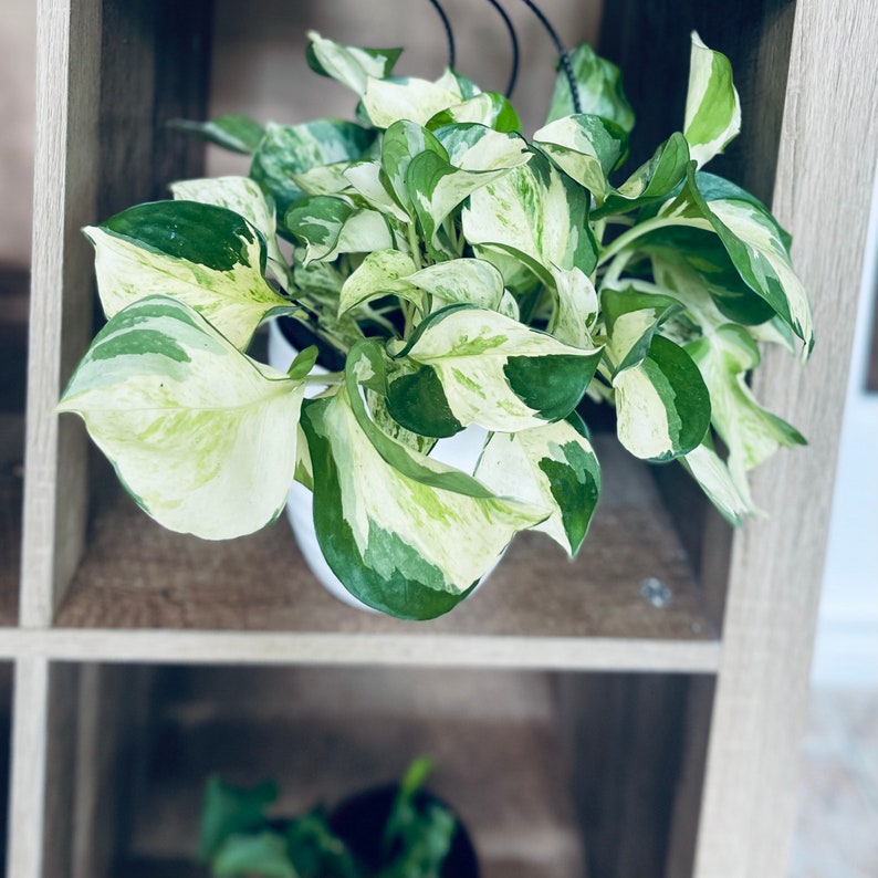 Manjula Pothos Variegated Plant Rare Potho Rare Houseplants - Etsy