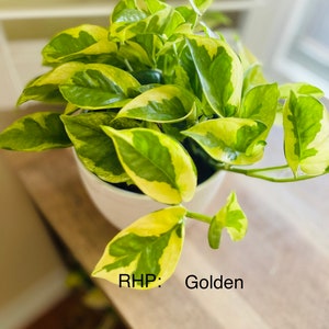 Rare Cultivar of Epipremnum Aureum Pothos Aurea Rare Plant Cutting Rare ...