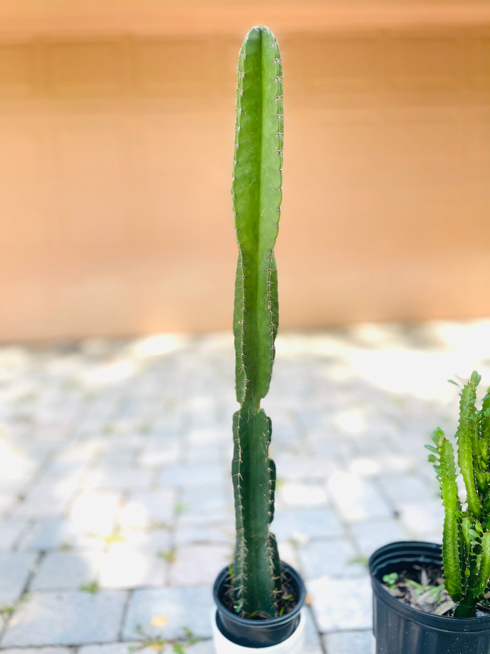 Big Cactus Plant Tall Cactus Plant Rare Variegated Cactus - Etsy