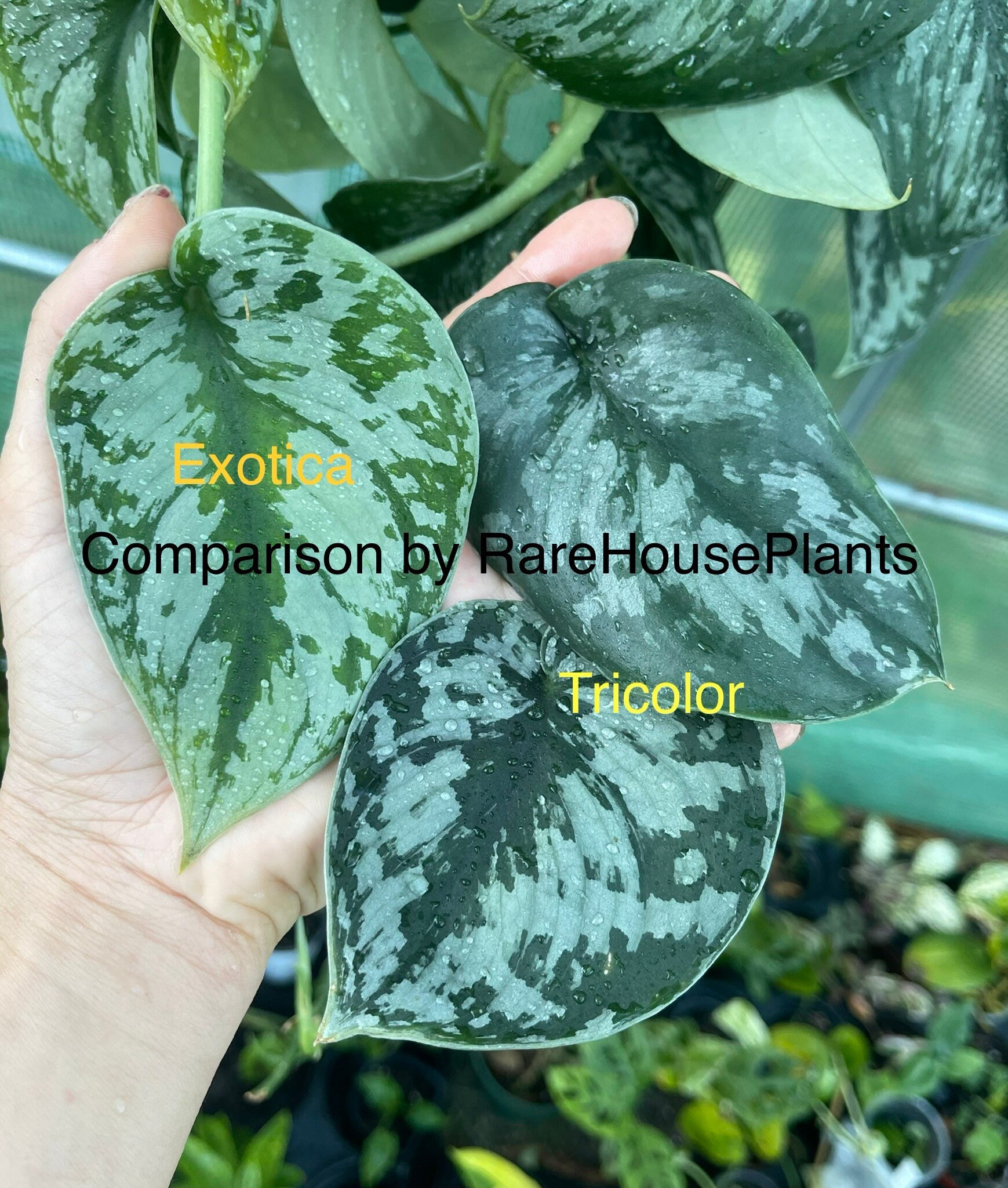 Scindapsus Tricolor or Silver Queen Rare Scindapsus Dark Form - Etsy ...