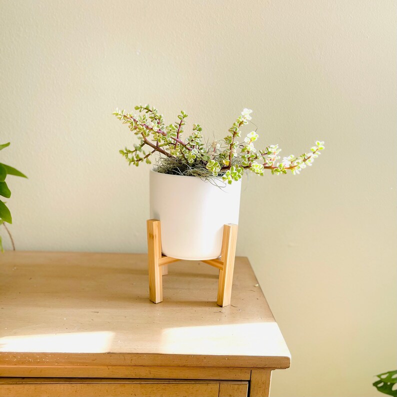 Pink House Plant Pink Variegated Succulent Jade Plant Rare - Etsy