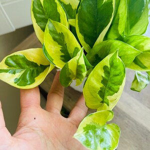Rare Cultivar of Epipremnum Aureum Pothos Aurea Rare Plant Cutting Rare ...