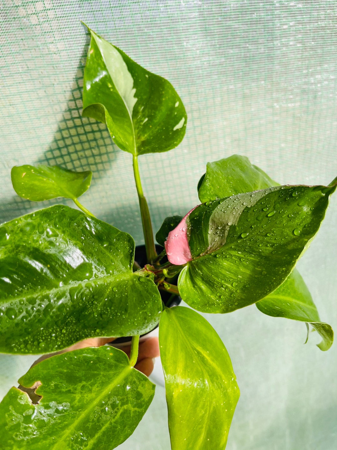 Philodendron White Princess Tricolor Rare Philodendron Tricolor Live ...