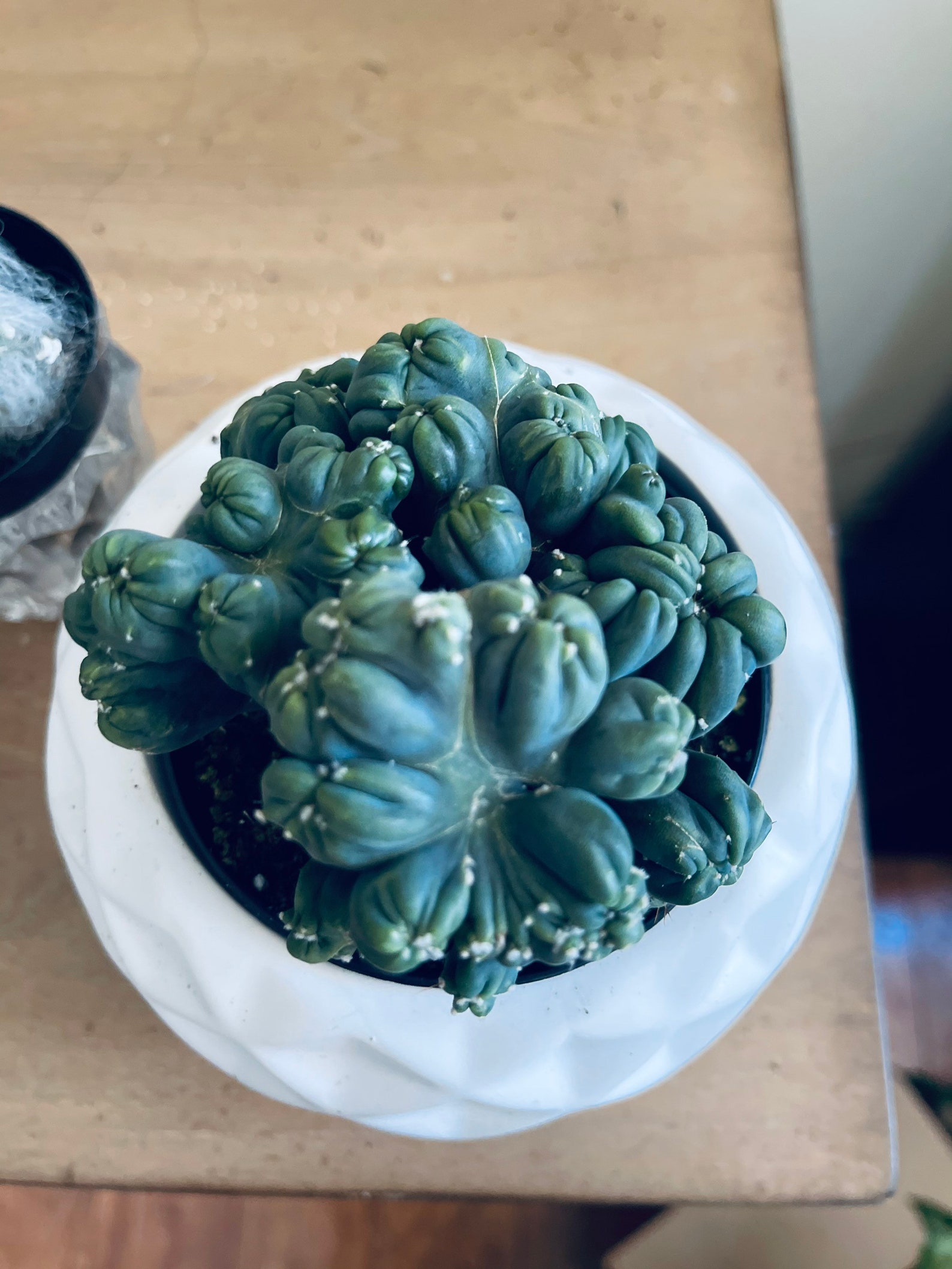 Rare Cactus Blue Crested Cactus Plant Rare Cactus Rare Cactus - Etsy