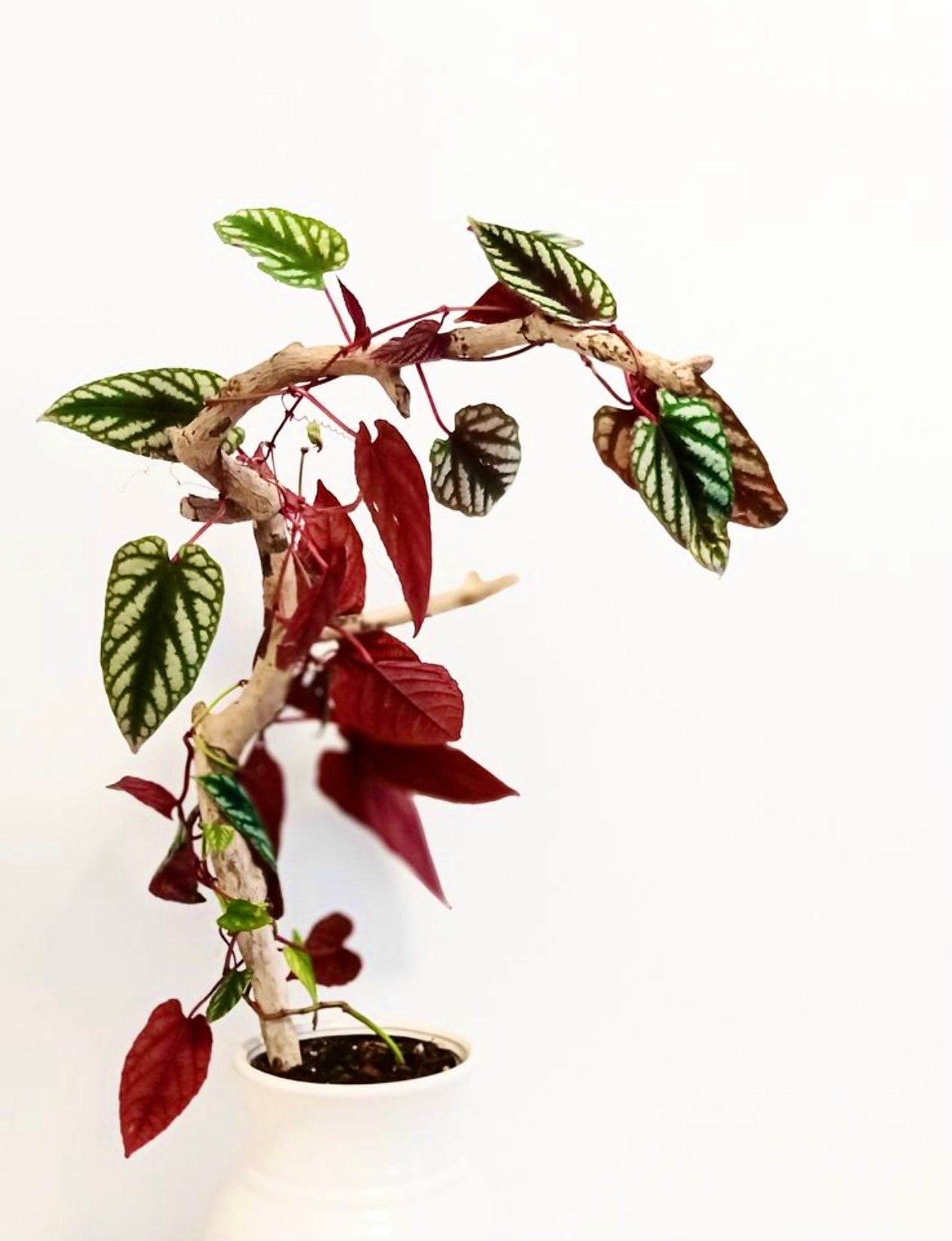 Cissus Discolor Rex Begonia Vine Cissus Javana Rare Houseplant - Etsy