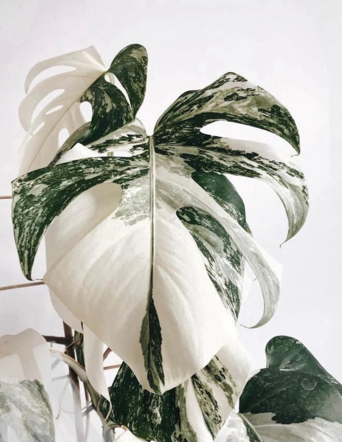 Monstera Albo Cutting Variegated Monstera Albo Node Rare | Etsy