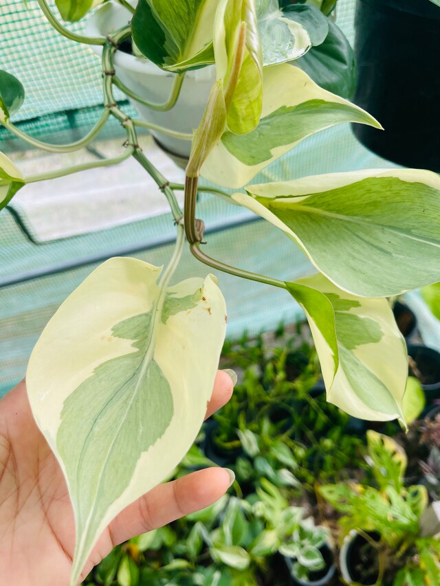 RareHousePlants - Etsy