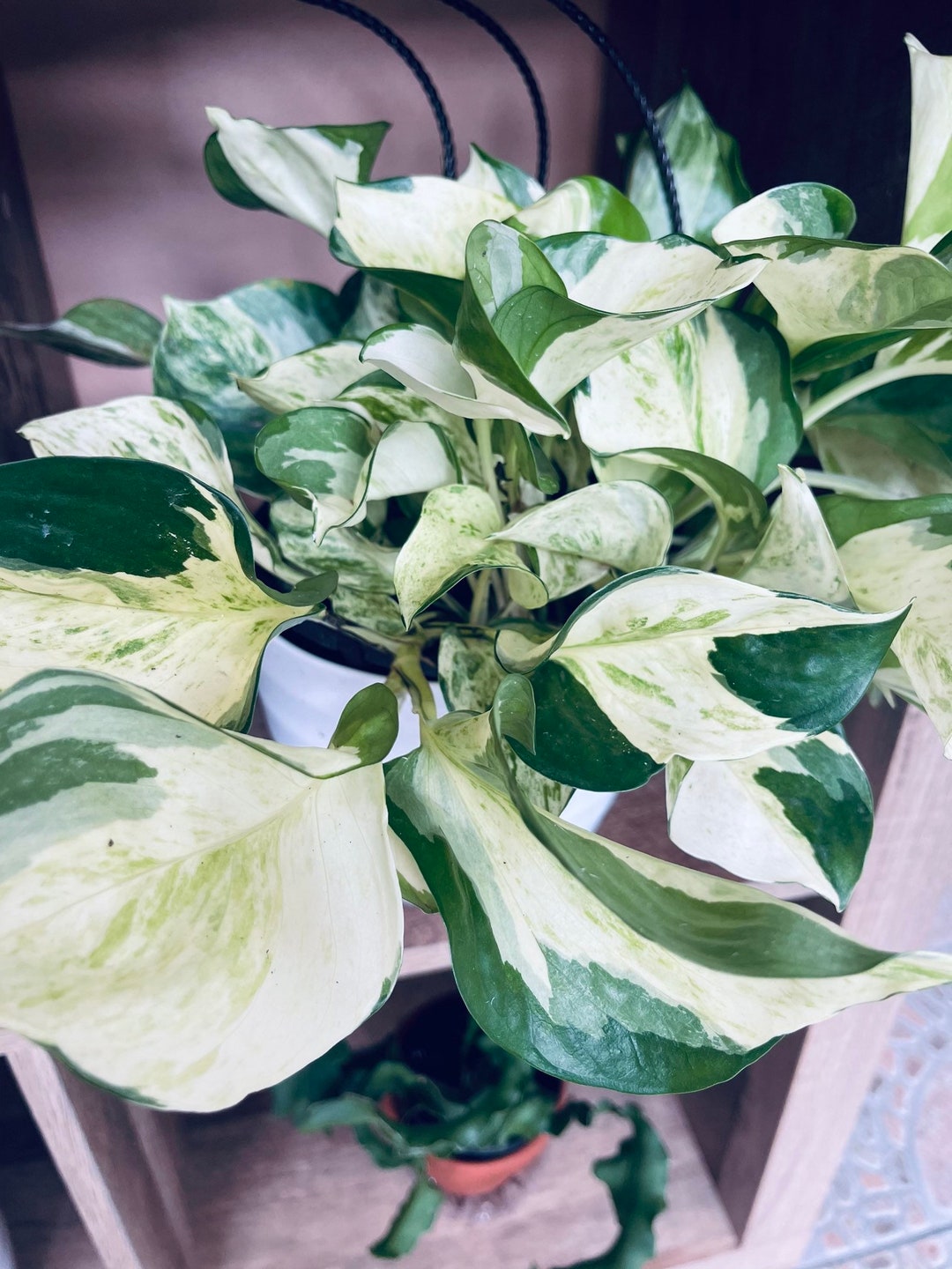 Manjula Pothos Variegated Pothos Low Light Houseplant Happy Leaf Pothos ...