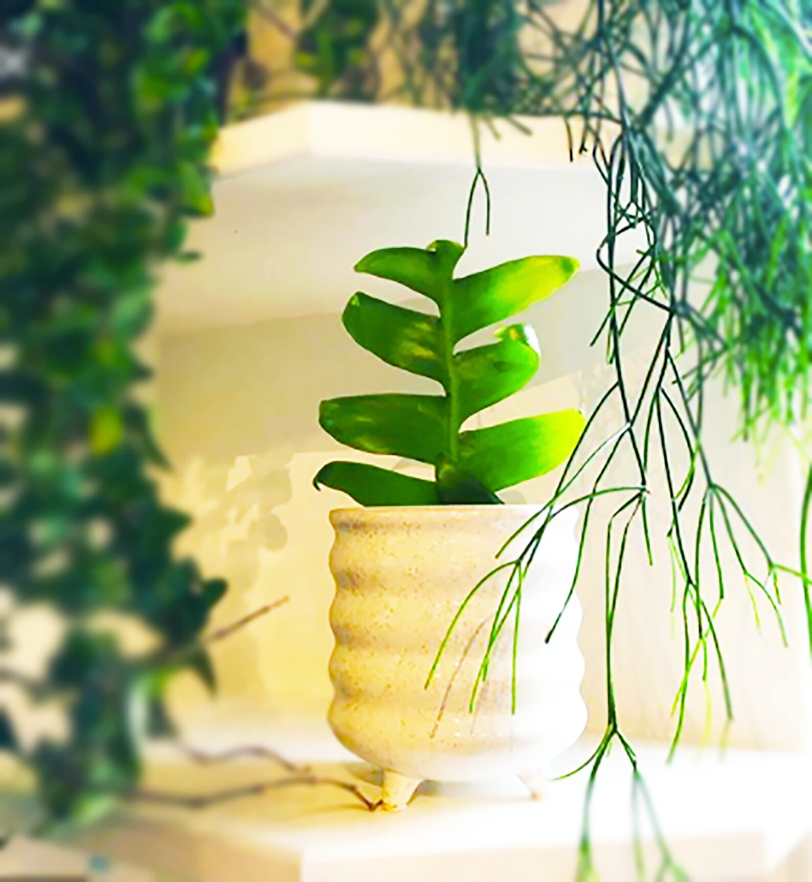 Fern Leaf Cactus Rare Shark Teeth CUATUS Cutting Rare Houseplants Live ...