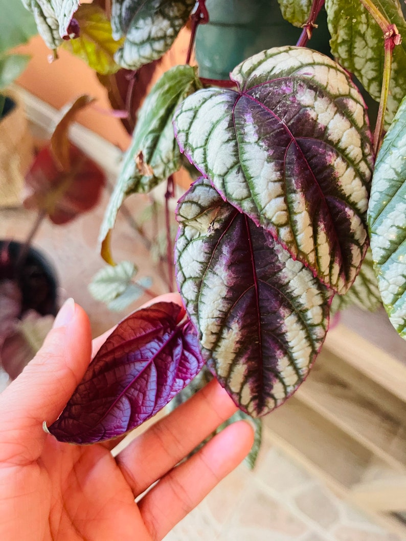 Cissus Discolor Rex Begonia Vine Cissus Javana Rare Houseplant - Etsy
