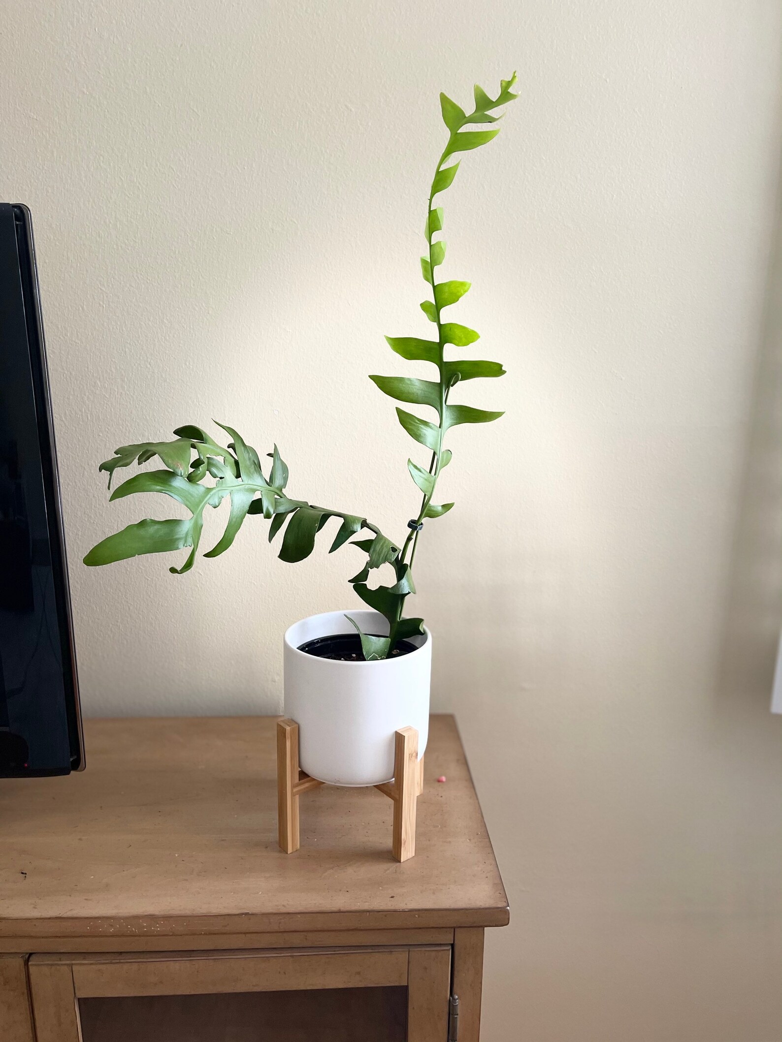 Fern Leaf Cactus Rare Shark Teeth CUATUS Cutting Rare Houseplants Live ...