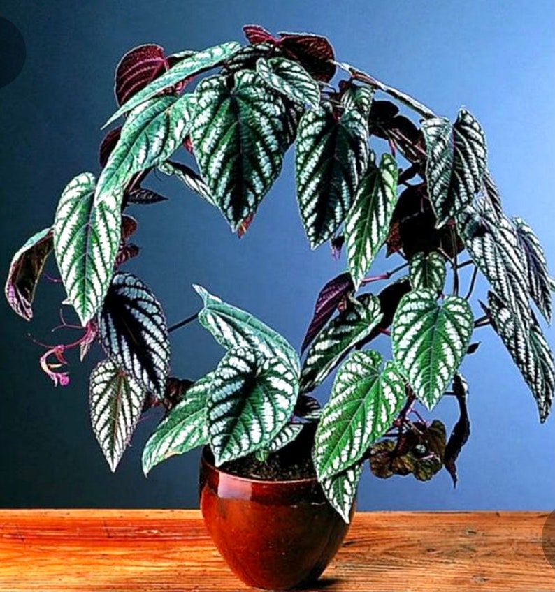 Cissus Discolor Rex Begonia Vine Cissus Javana Rare Houseplant - Etsy
