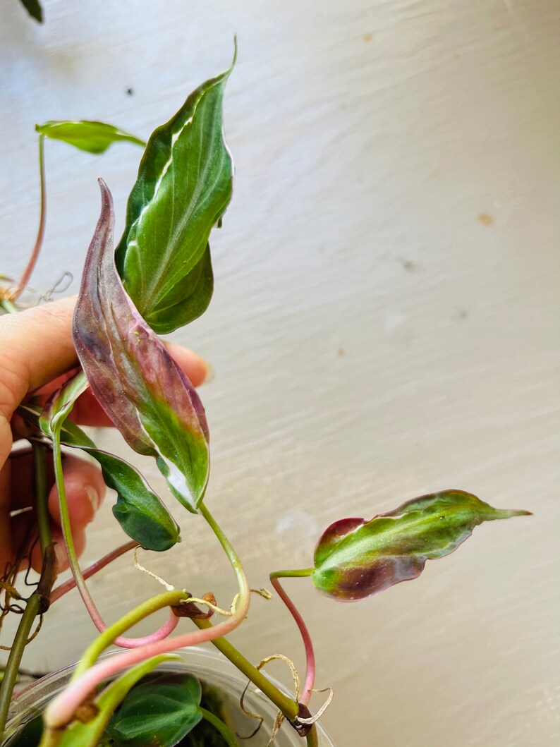 Rare Variegated Mican Philodendron RARE Cultivar Rare Plant - Etsy