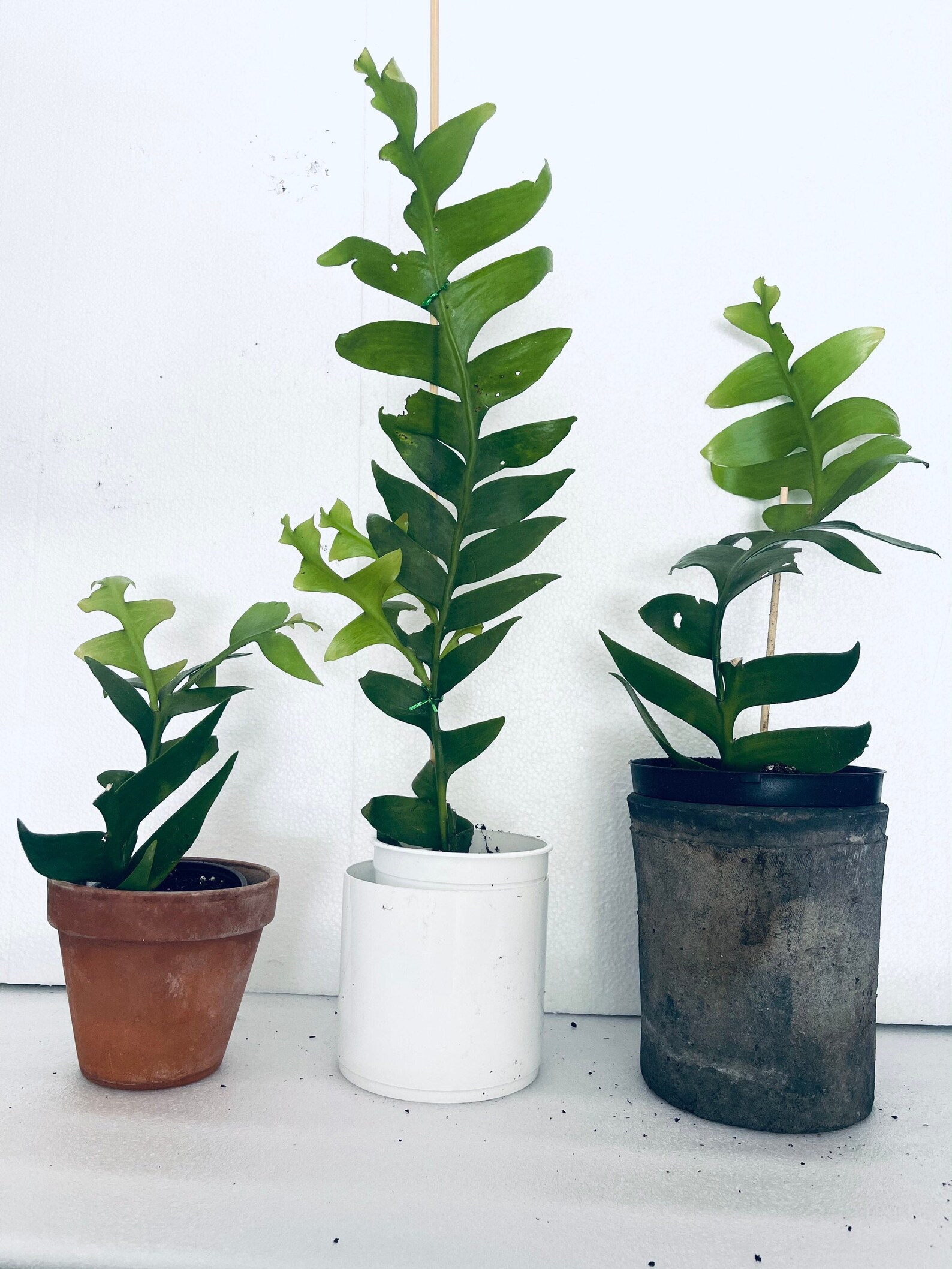 Fern leaf cactus Rare shark Teeth CUATUS cutting rare | Etsy