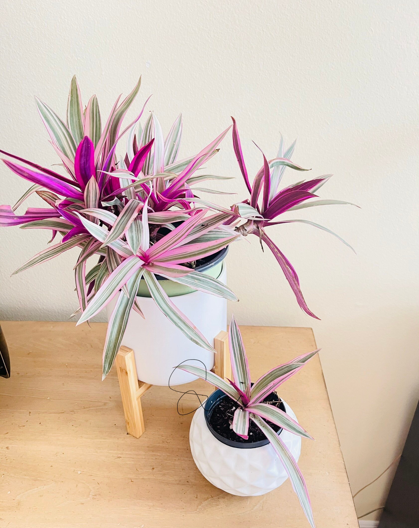 RARE House Plant Pink Live Plants Purple House Plant Colorful - Etsy