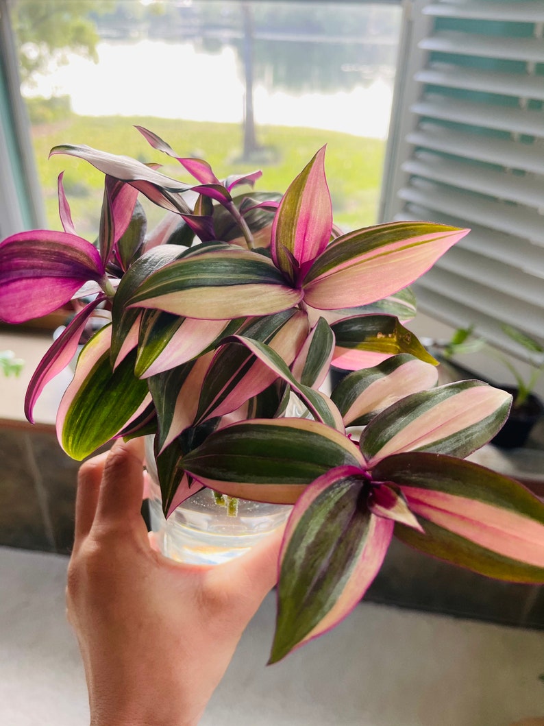 Wandering Jew Pink Wandering Jew Multicolor Tradescantia - Etsy