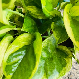 Rare Cultivar of Epipremnum Aureum Pothos Aurea Rare Plant Cutting Rare ...