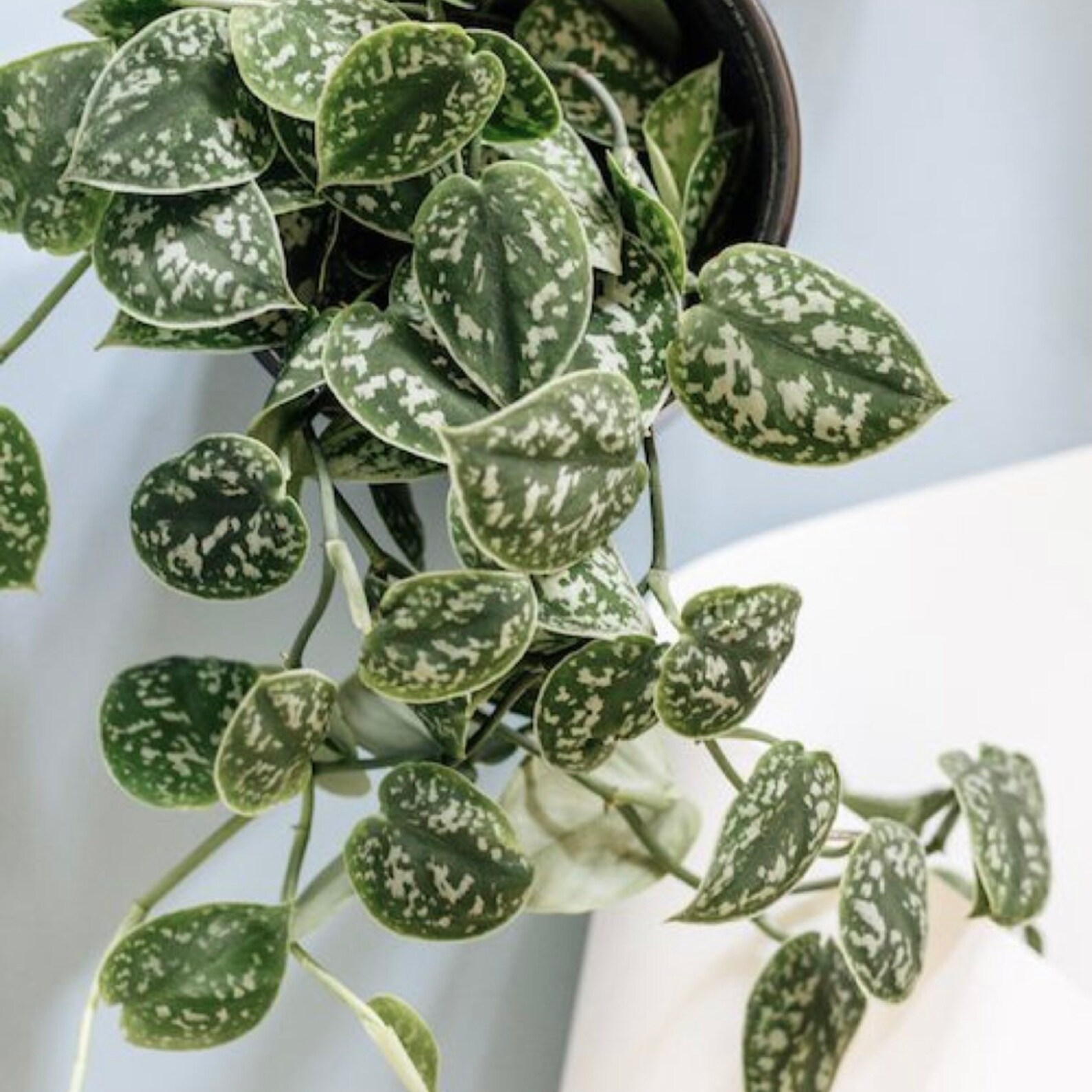 Scindapsus Silver Satin Pothos Low Light Houseplant Variegate Plant ...