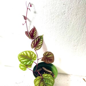 Cissus Discolor Rex Begonia Vine Cissus Javana Rare Houseplant - Etsy