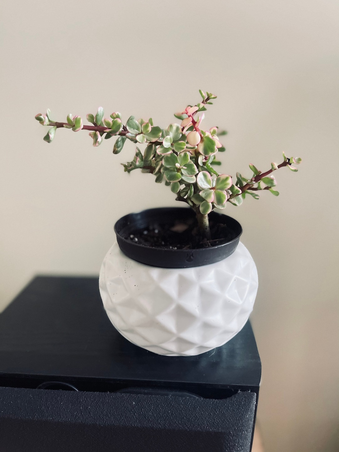 Pink House Plant Pink Variegated Succulent Jade Plant Rare Pink Jade ...